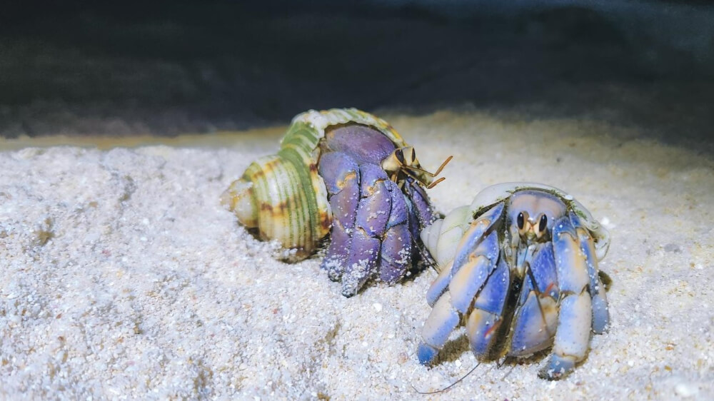 Okinawa: A Comprehensive Prefecture Guide in Japan | Let's DANGO