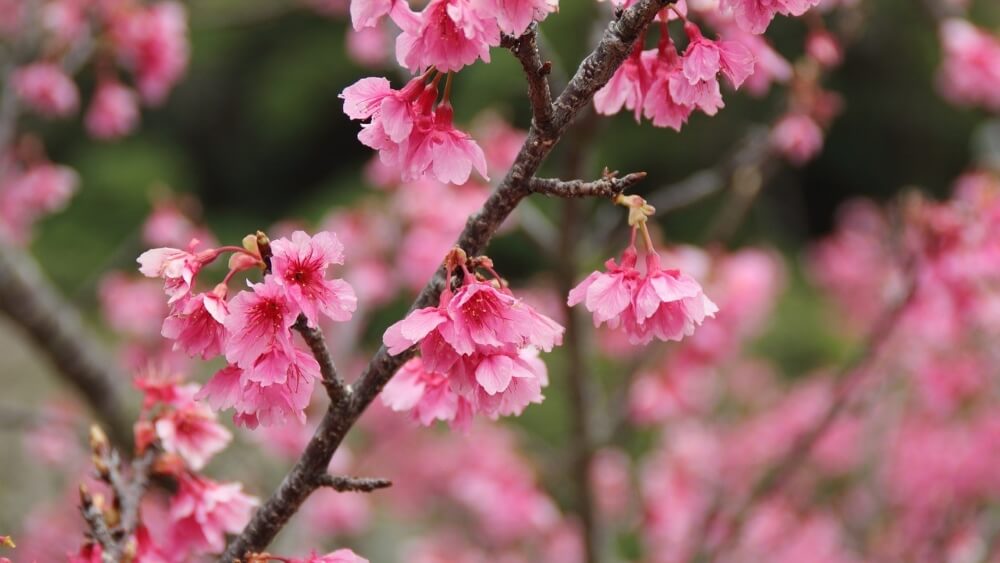 Okinawa: A Comprehensive Prefecture Guide in Japan | Let's DANGO