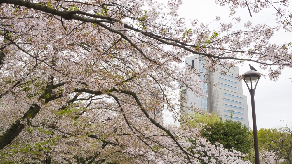 Tokyo: A Comprehensive Prefecture Guide in Japan | Let's DANGO