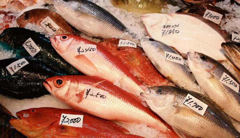A list of popular fish in Japan with Japanese names and photos | Let's ...