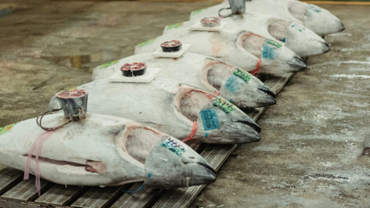 Tokyo Fish market Guide: The difference between Tsukiji and Toyosu ...